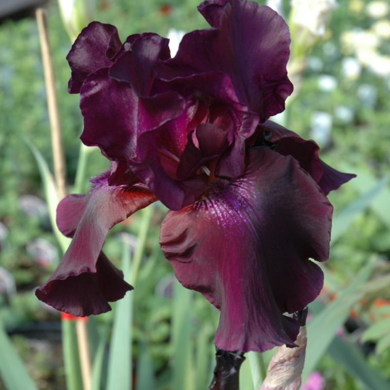 Superstition Iris | Indy Plants
