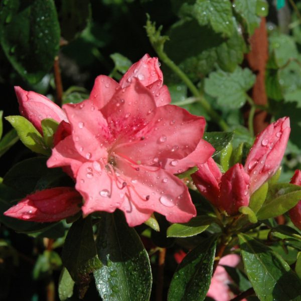 RENEE MICHELLE AZALEA | Indy Plants