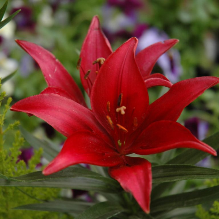 Lily Looks Tiny Ghost Lily | Indy Plants