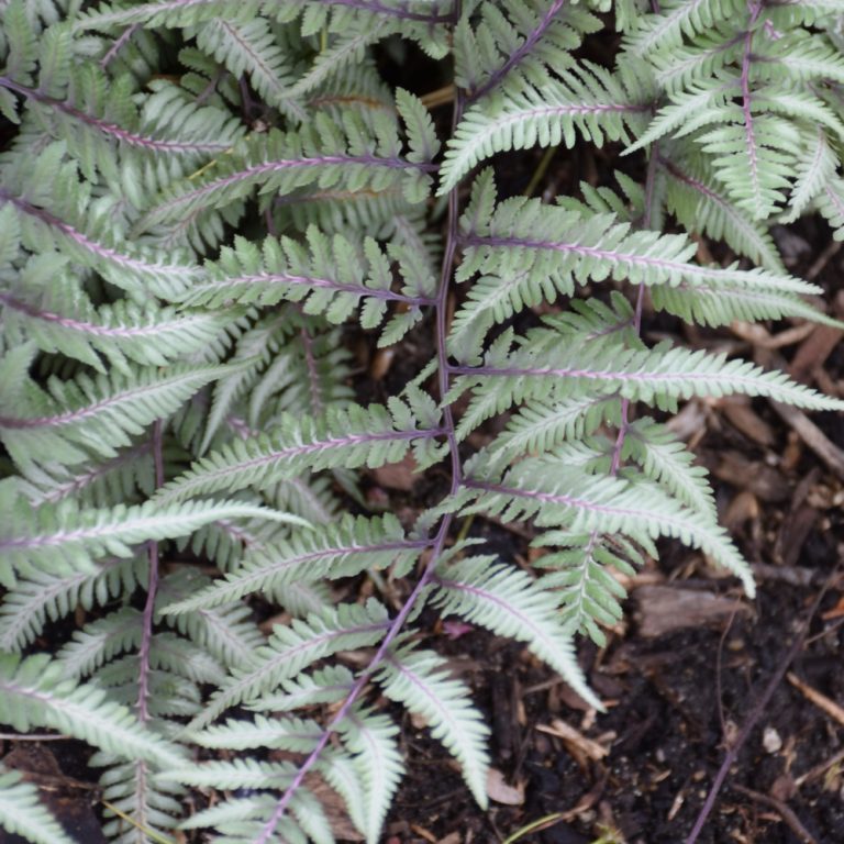 Godzilla Giant Japanese Painted Fern | Indy Plants