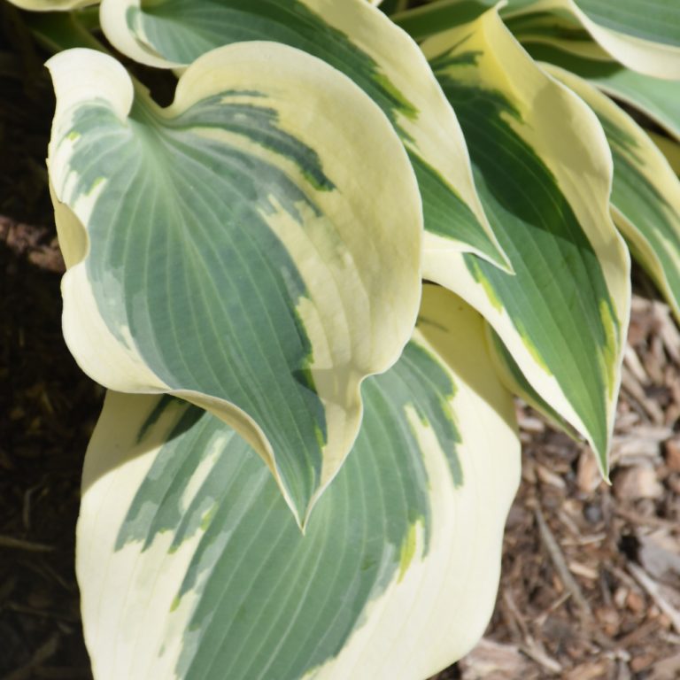 BLUE IVORY HOSTA | Indy Plants