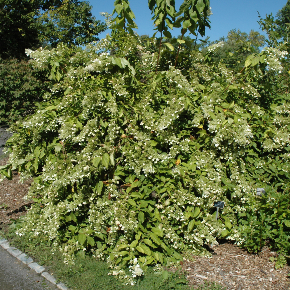 GREENSPIRE LINDEN | Indy Plants