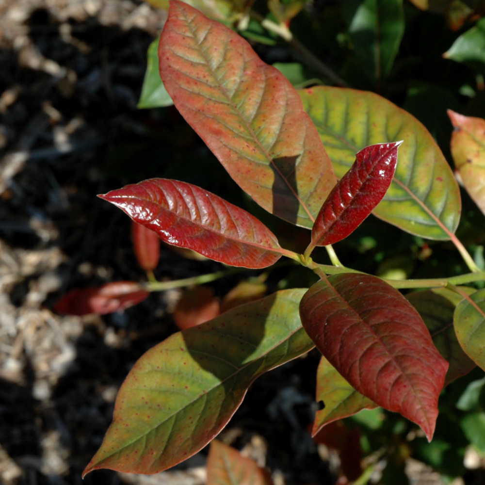 WILDFIRE BLACK GUM | Indy Plants