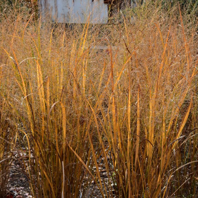 Northwind Switch Grass | Indy Plants