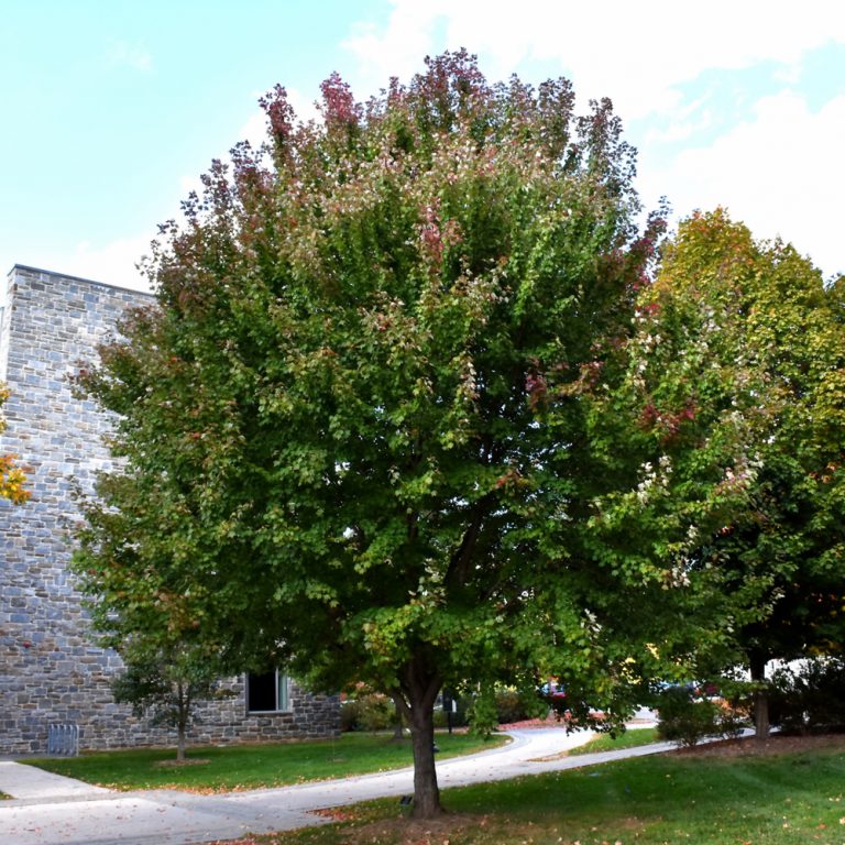 Brandywine Red Maple | Indy Plants