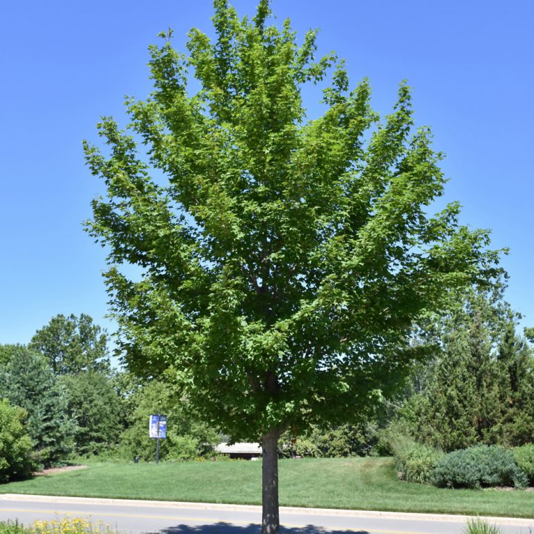 State Street Miyabe Maple | Indy Plants