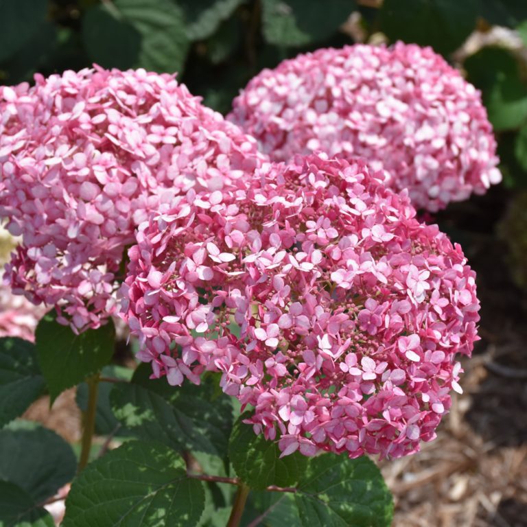 Invincibelle Spirit II Hydrangea | Indy Plants