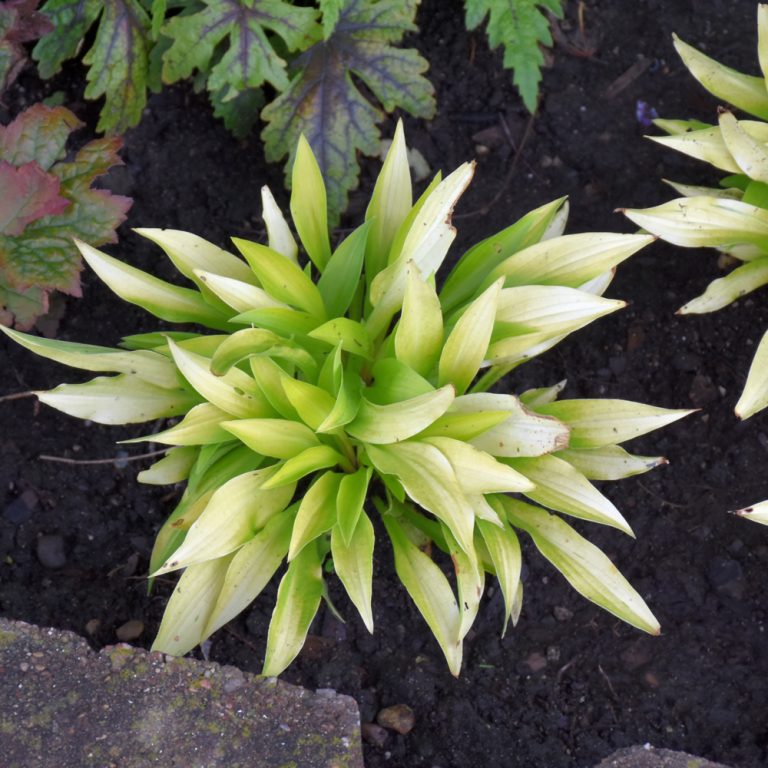 Munchkin Fire Hosta | Indy Plants