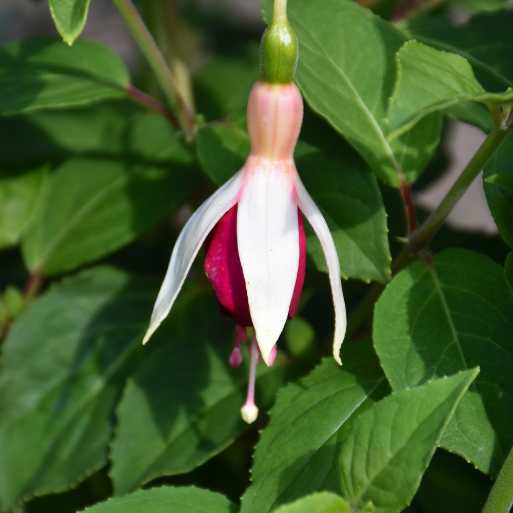 VALENTINE BLEEDING HEART | Indy Plants
