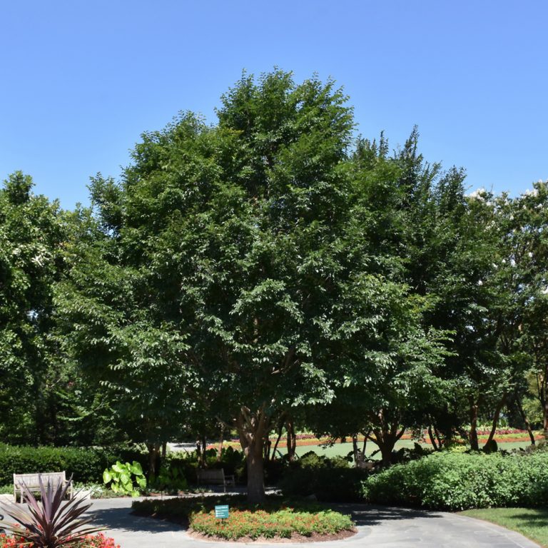 Triumph Elm | Indy Plants