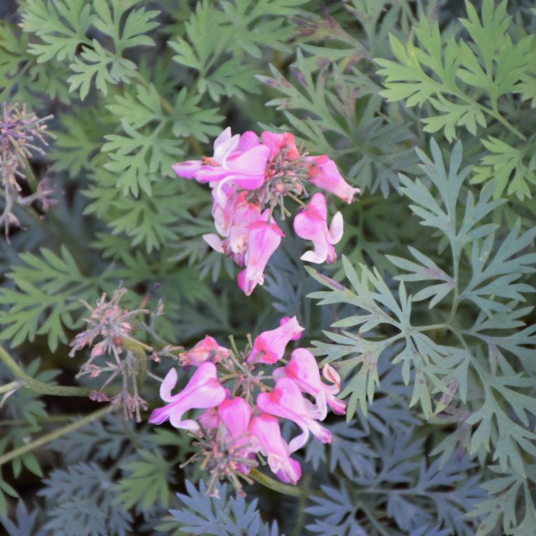 Pink Diamonds Fern-leaved Bleeding Heart | Indy Plants