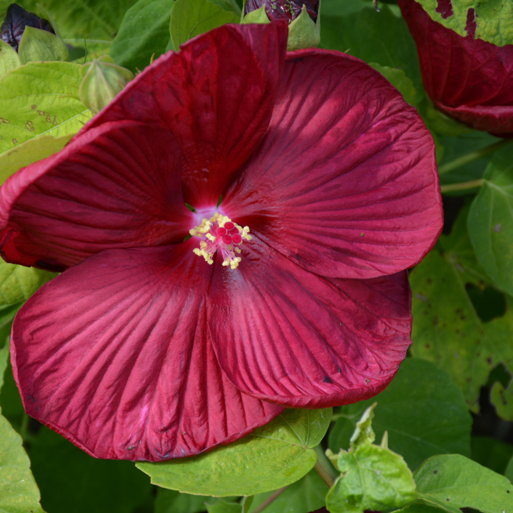 LUNA RED HIBISCUS | Indy Plants