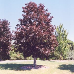 Royal Red Norway Maple | Indy Plants