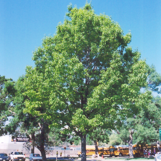 RED OAK | Indy Plants