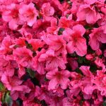 Girard's Crimson Azalea | Indy Plants