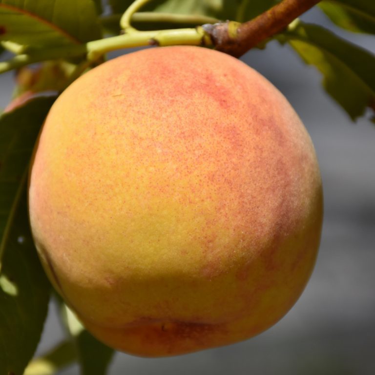 Reliance Peach | Indy Plants