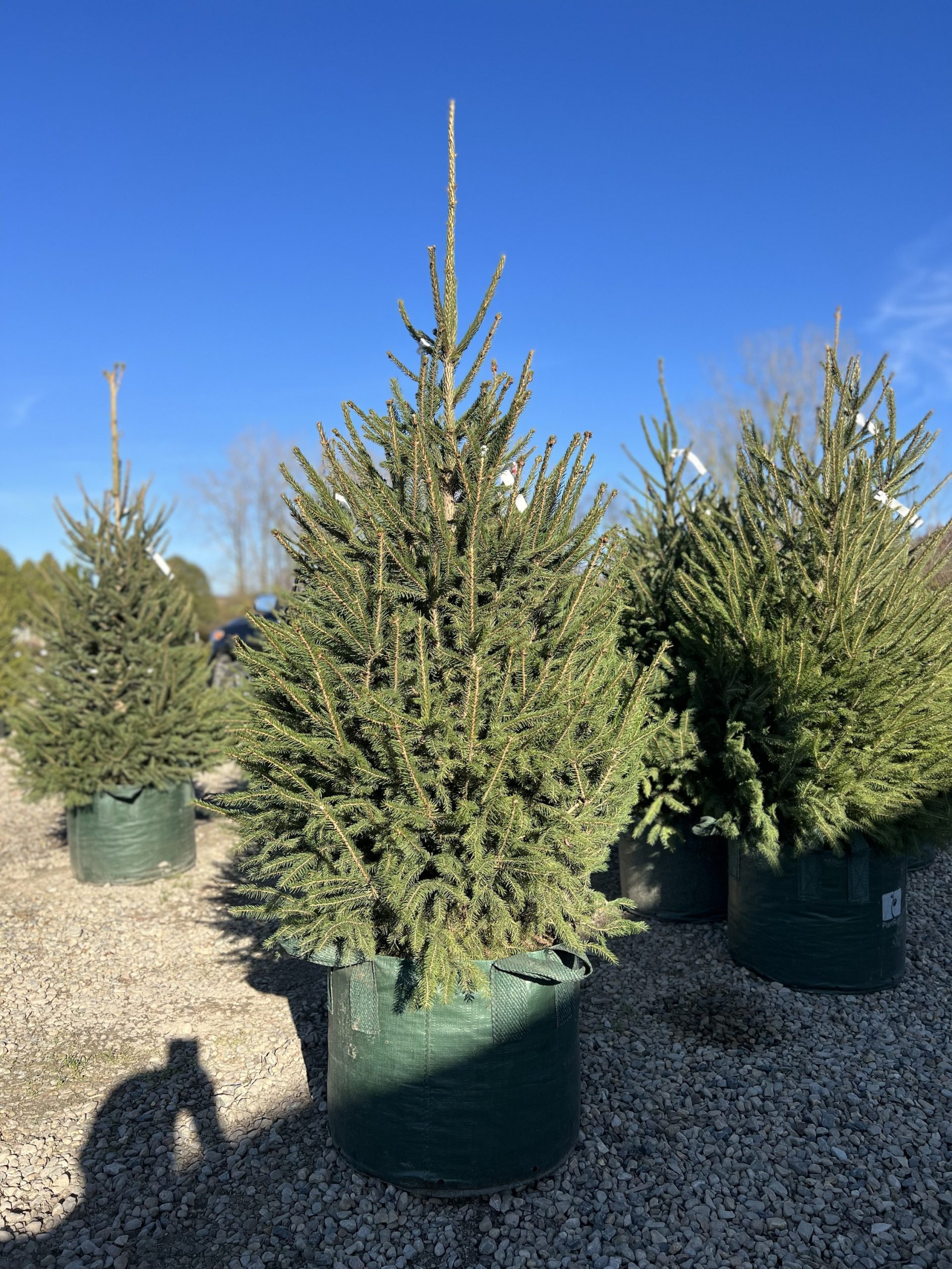 NORWAY SPRUCE | Indy Plants