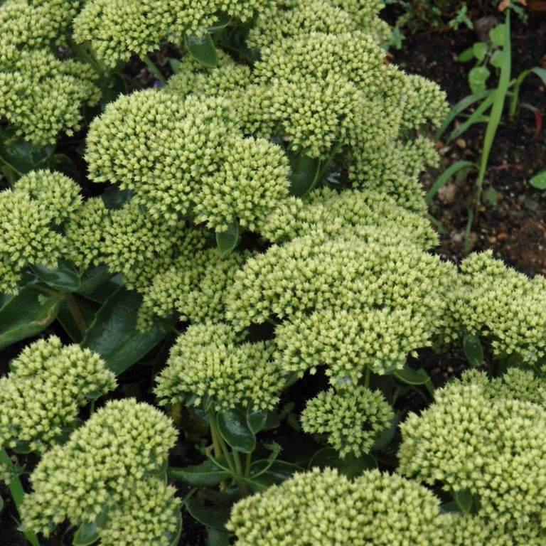 Rock 'N Grow Lemonjade Stonecrop | Indy Plants