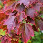 Red Sunset Red Maple | Indy Plants