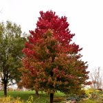Red Sunset Red Maple | Indy Plants