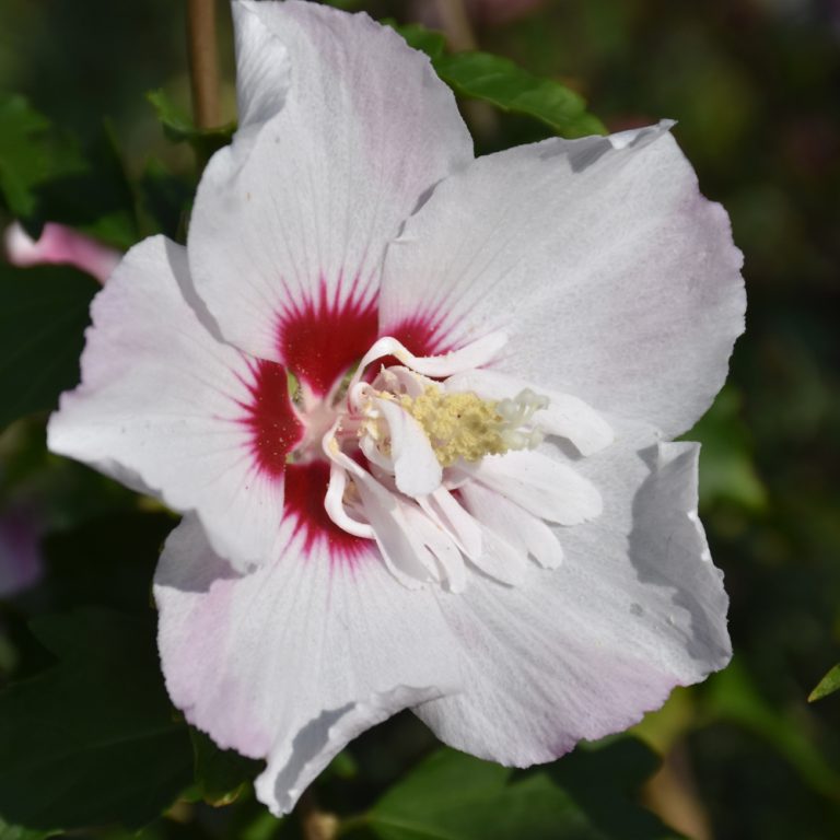 Fiji Rose of Sharon | Indy Plants