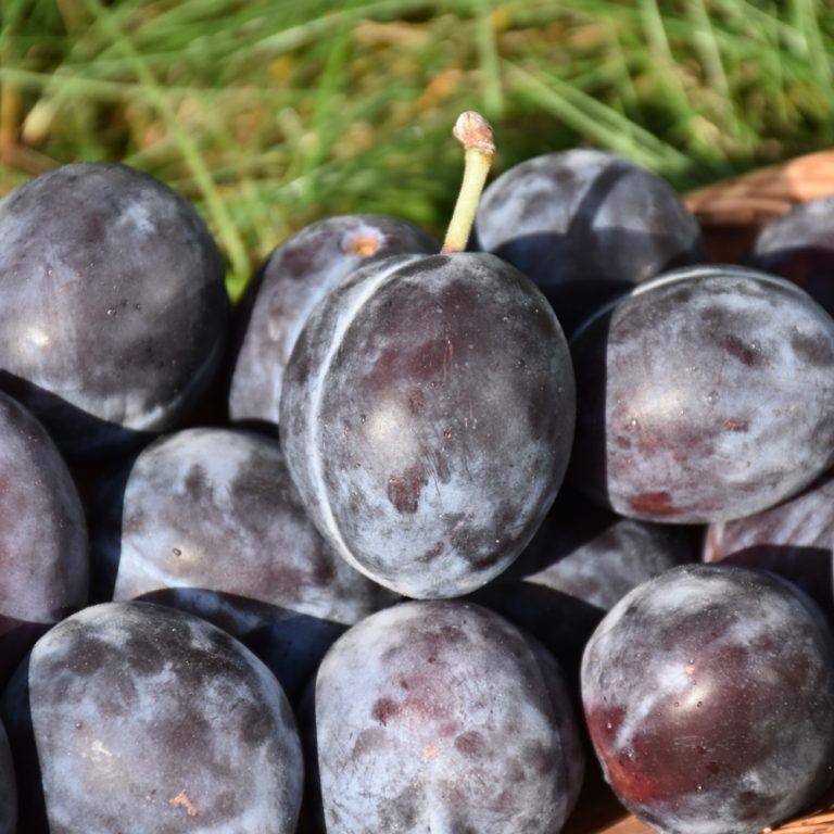 Italian Prune Plum | Indy Plants