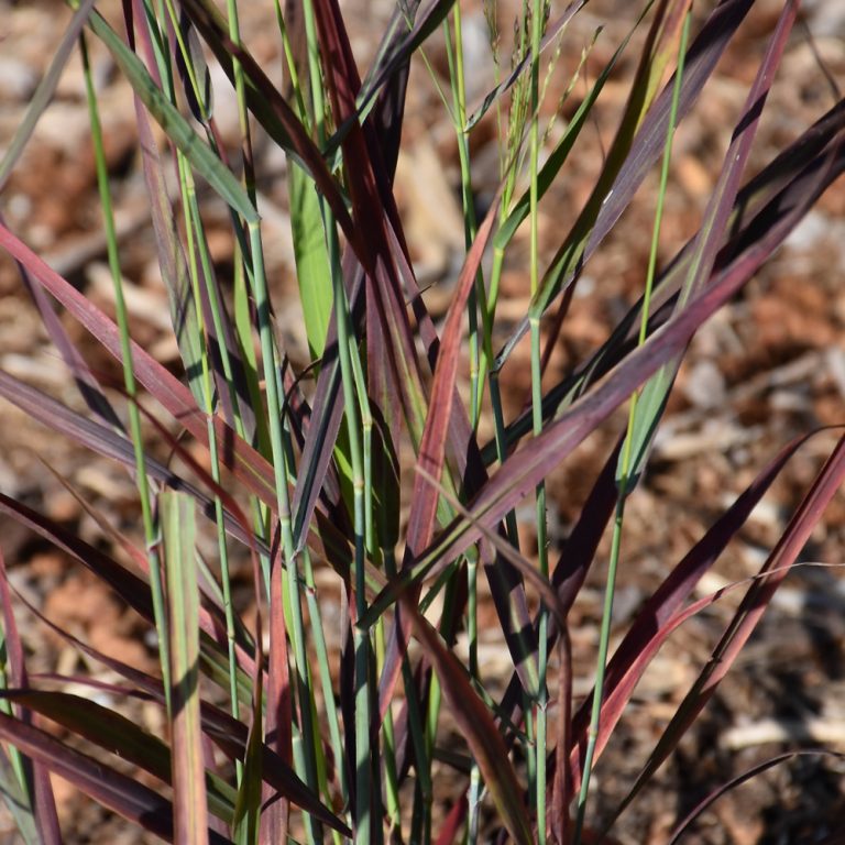 Hot Rod Switch Grass | Indy Plants