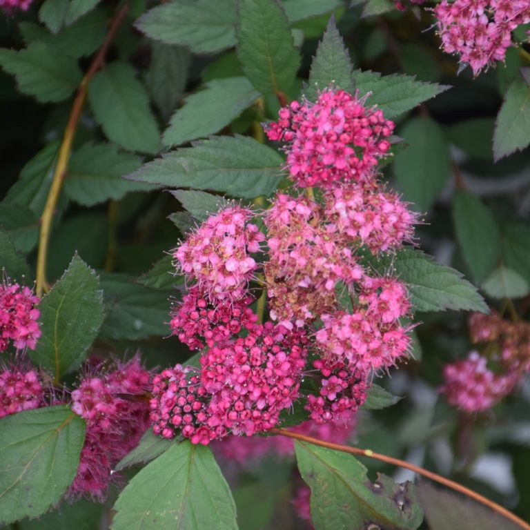 Double Play Pink Spirea | Indy Plants