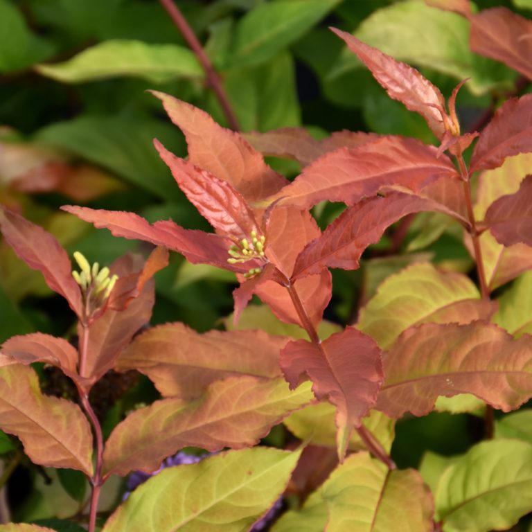 Kodiak Fresh Diervilla | Indy Plants