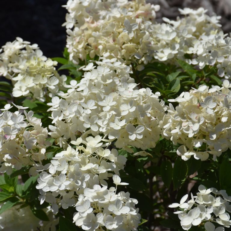 Tiny Quick Fire Hydrangea | Indy Plants