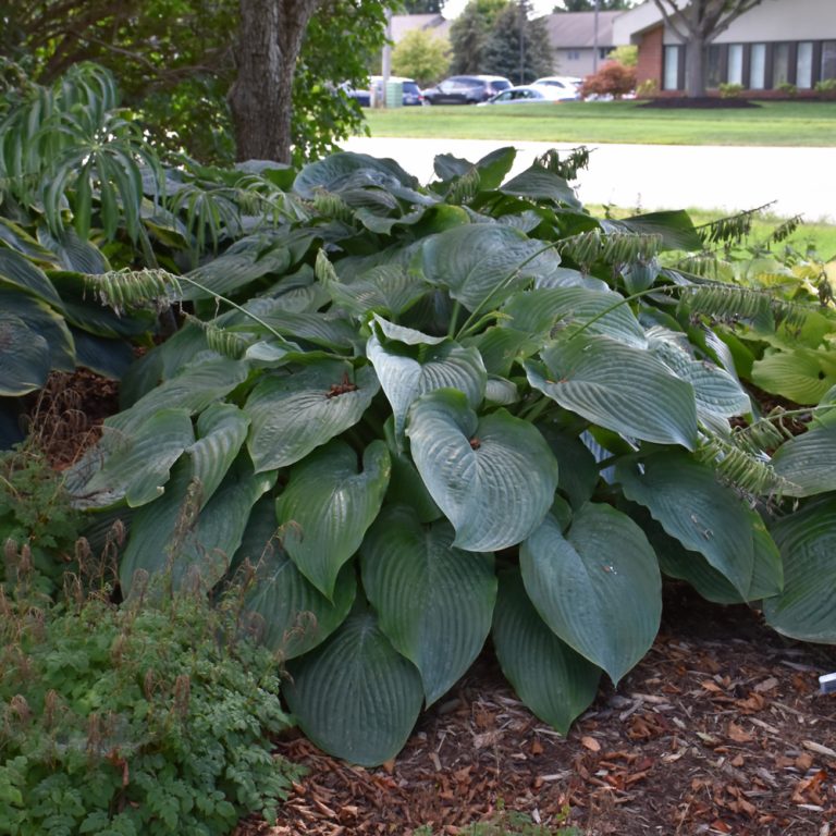 Shadowland Empress Wu Hosta | Indy Plants