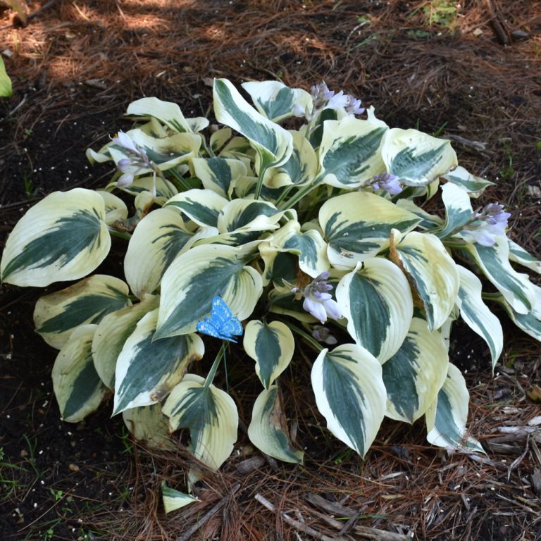 Blue Ivory Hosta | Indy Plants