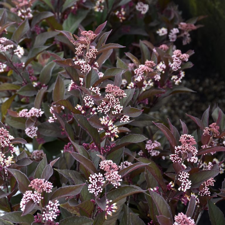 Pearl Glam Beautyberry | Indy Plants