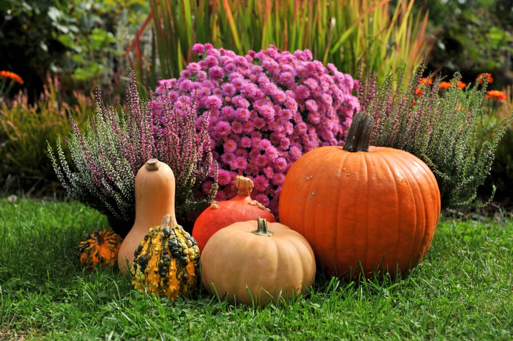 Planting for Fall Color | Wasson Nursery